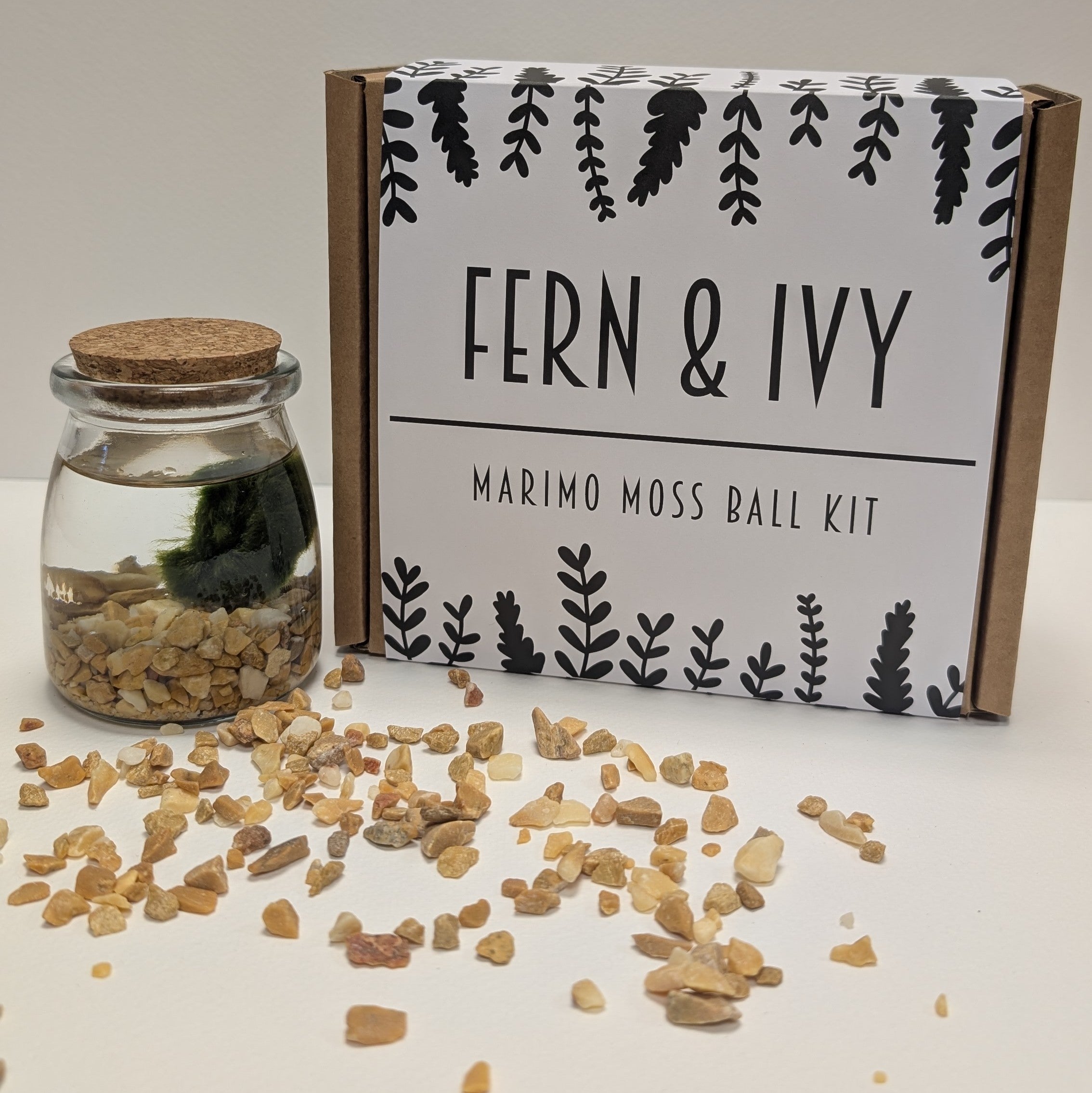 Marimo Moss Ball Kit – Fern & Ivy